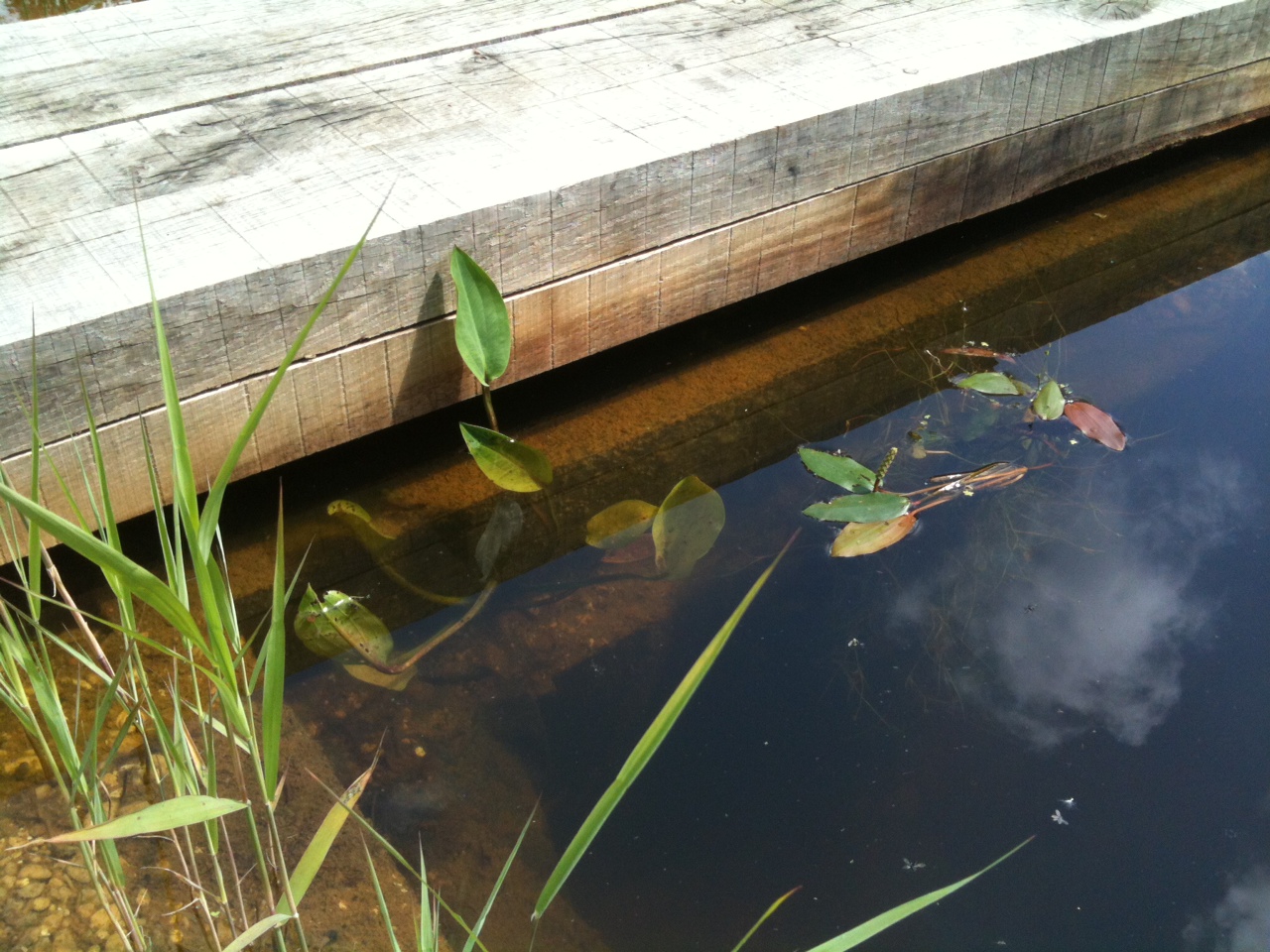 Toadsnatcher: Garden pond - plants and drags